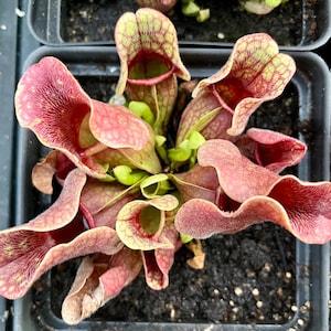 Sarracenia Purpurea Venosa big Red pitcher Plant - Etsy