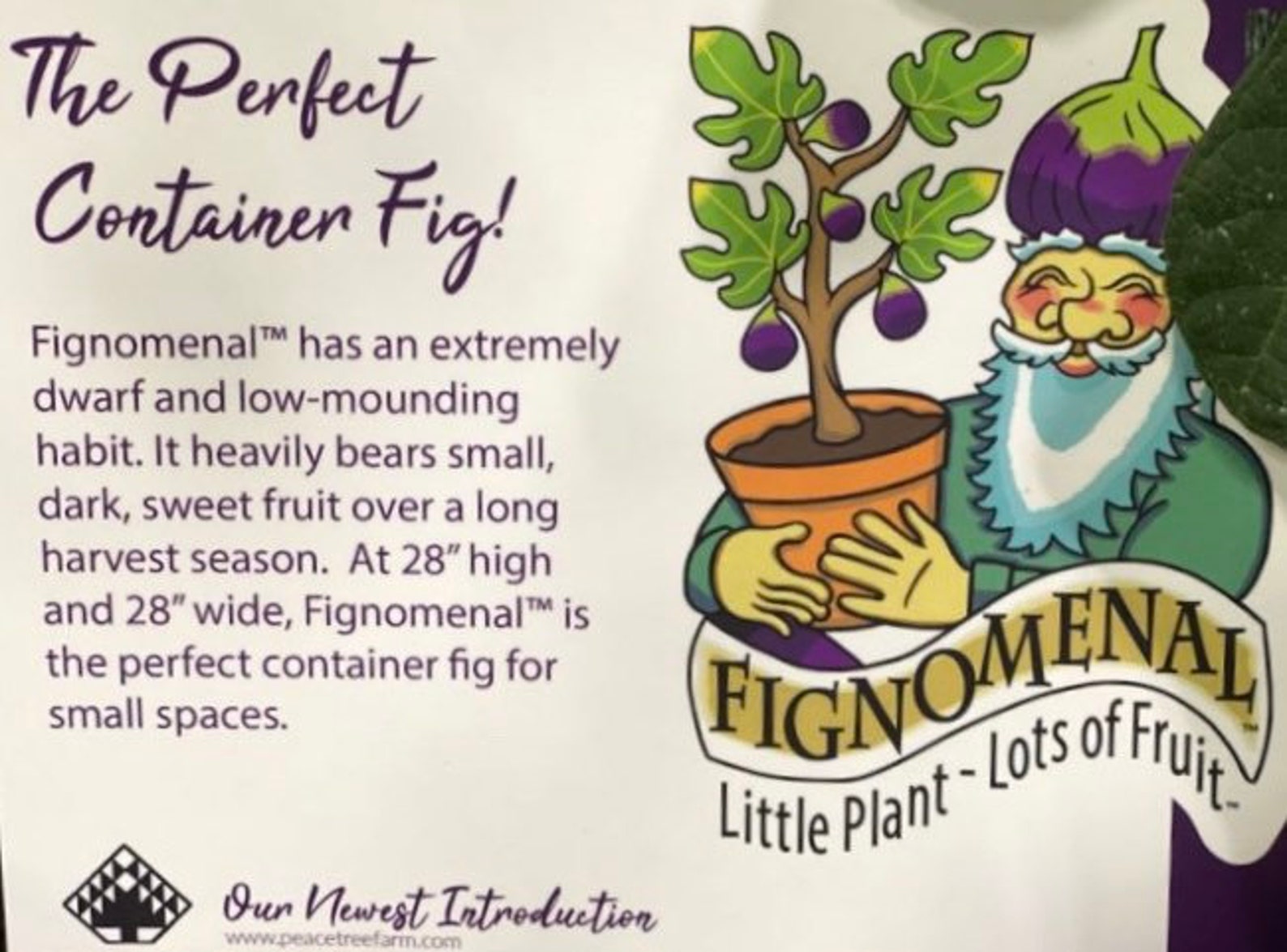 Fig fignomenal Dwarf Container Tree - Etsy
