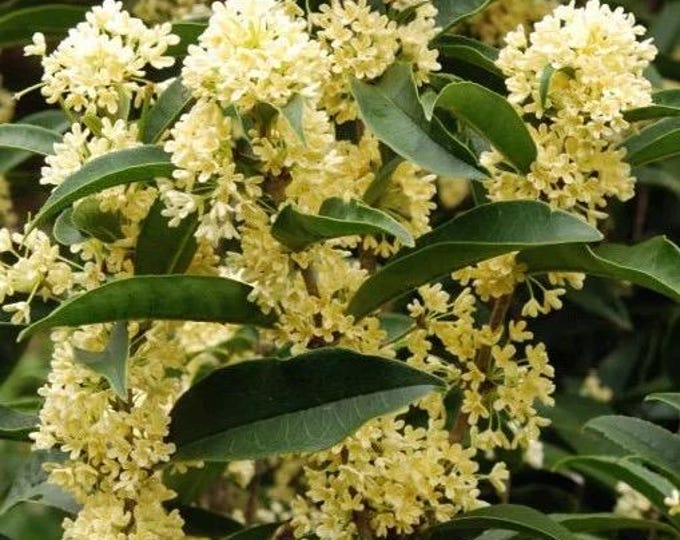 Osmanthus Fragrans ‘fodingzhu’ (fragrant Tea Olive) - Etsy