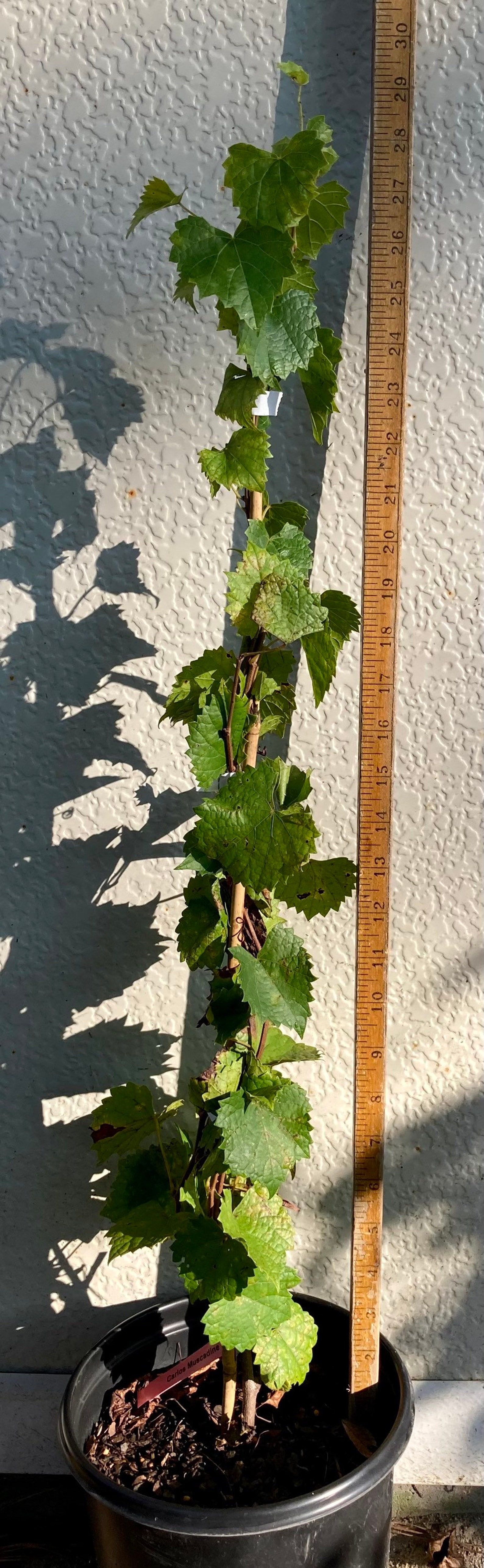 Scuppernong carlos Southern Grape Vine - Etsy