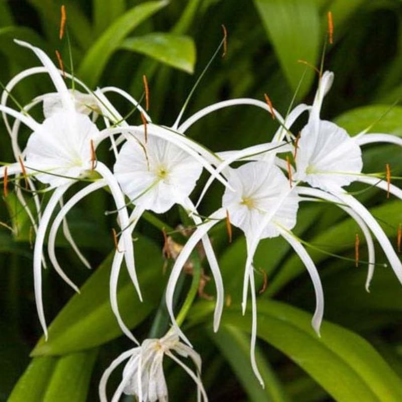 Peruvian Lily Plant - Etsy