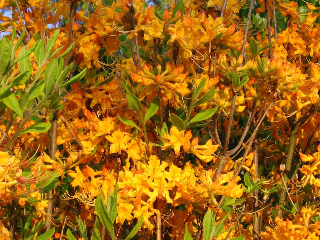 Rhododendron Austrinum (flame Native Azalea) - Etsy