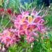 Rhododendron ‘candy Stripe’ (native Azalea) - Etsy