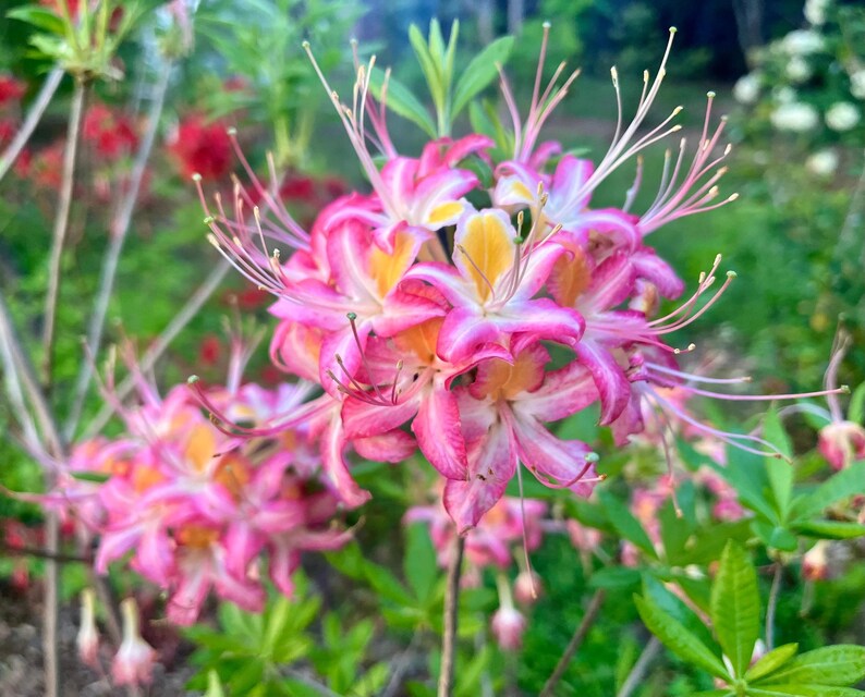 Rhododendron ‘candy Stripe’ (native Azalea) - Etsy