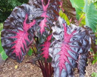 Live Colocasia redemption, Elephant Ears Super Rare Starter Plant - Etsy