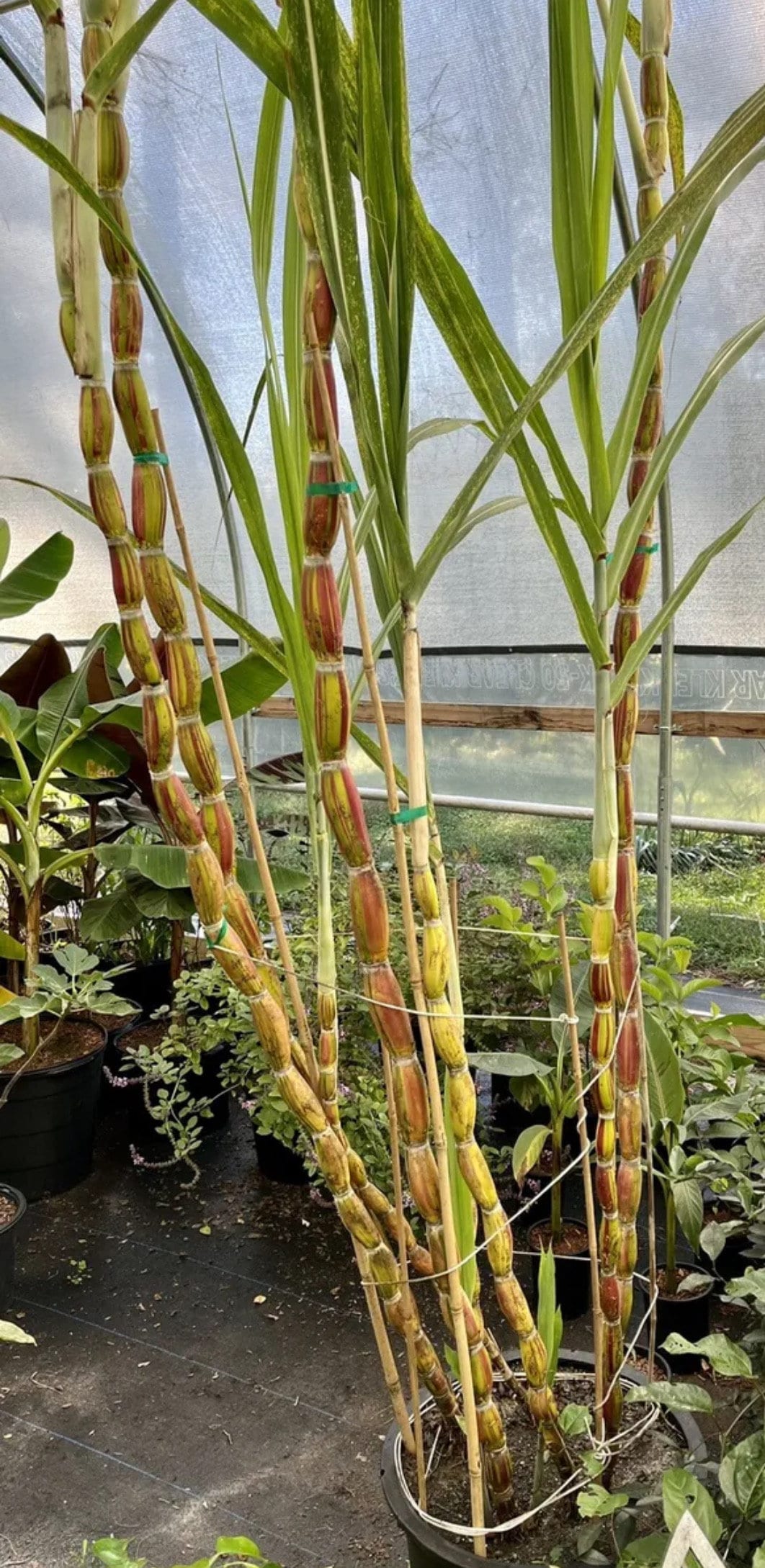 Stilt Roots Of Sugarcane
