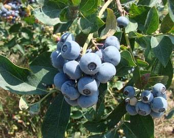 Rabbiteye Blueberry titan - Etsy