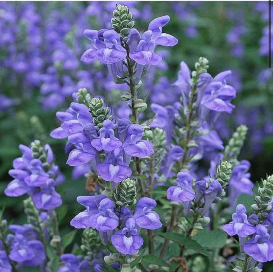 Scutellaria Incana (hoary Skullcap) - Etsy