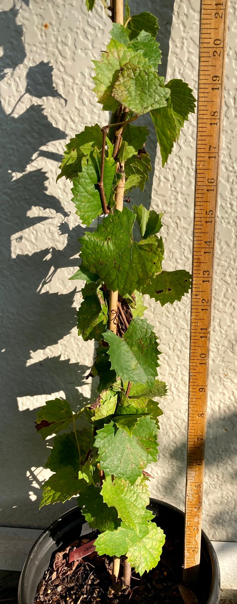 Scuppernong carlos Southern Grape Vine - Etsy