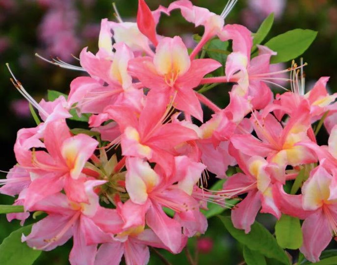 Rhododendron ‘walter Ligon’ (native Azalea) - Etsy