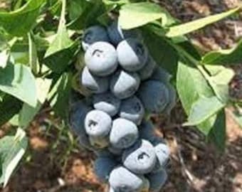 Blueberry Rabbiteye 'powder Blue' - 1 Gallon Potted Plant - Etsy