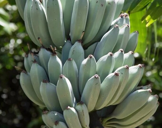 Musa blue Java Ice Cream Banana - Etsy