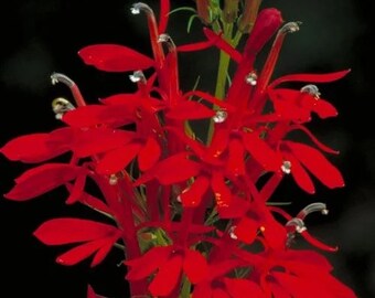 Red Cardinal Flower 5 Roots, Lobelia Cardinalis - Etsy