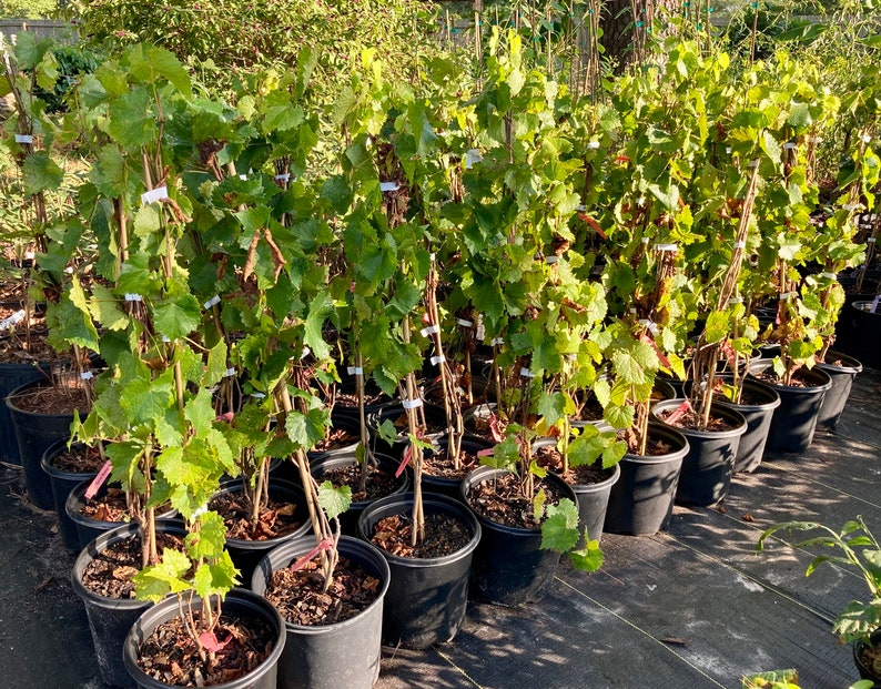 Scuppernong carlos Southern Grape Vine - Etsy