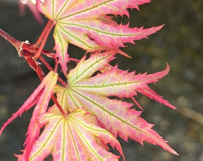 Acer Palmatum ‘firefly’ Reticulated Variegated Japanese Maple - Etsy