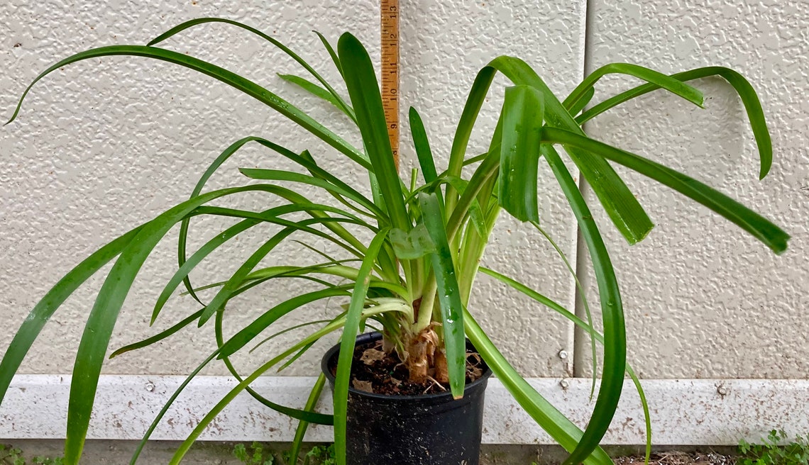 Agapanthus light Blue - Etsy