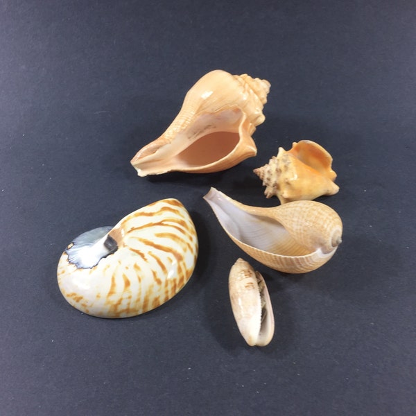 Assorted Seashells - Etsy