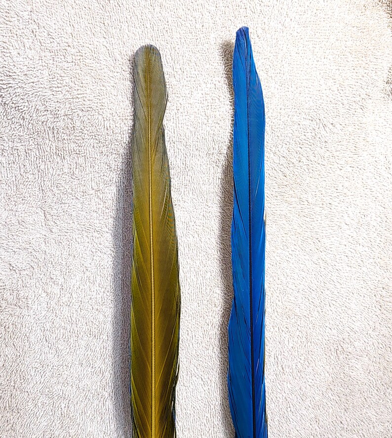 Blue & Gold Macaw Feather / Parrot Tail Feathers / Macaw Feather ...