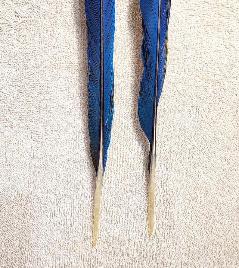 Blue & Gold Macaw Feather / Parrot Tail Feathers / Macaw Feather ...