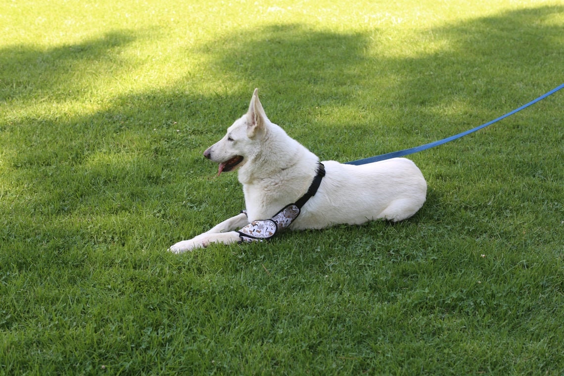 Adjustable K-9 Elbow Callus Pressure Sores Reflective Dog - Etsy