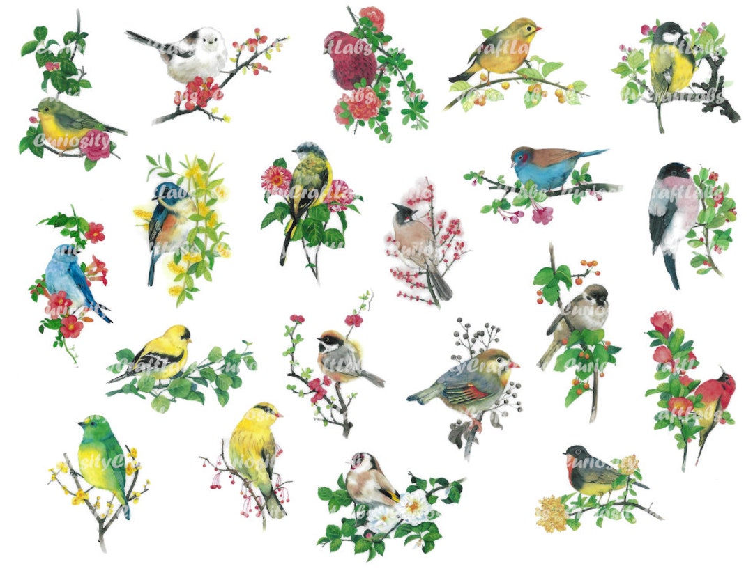 Instant Download Birds Printable, Birds Digital Collage Sheet Download ...