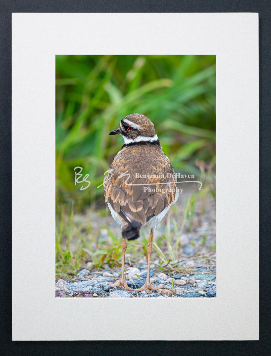 Killdeer Bird Portrait | Unique Wildlife Wall Art | Matted Fine Art ...