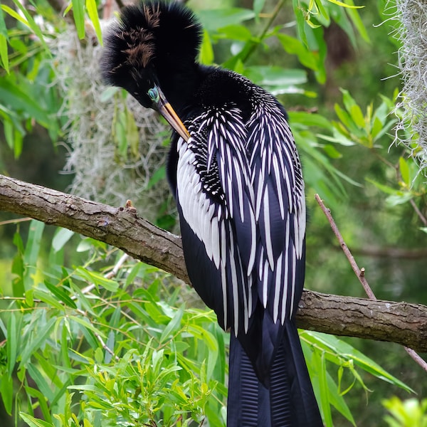 Anhinga - Etsy