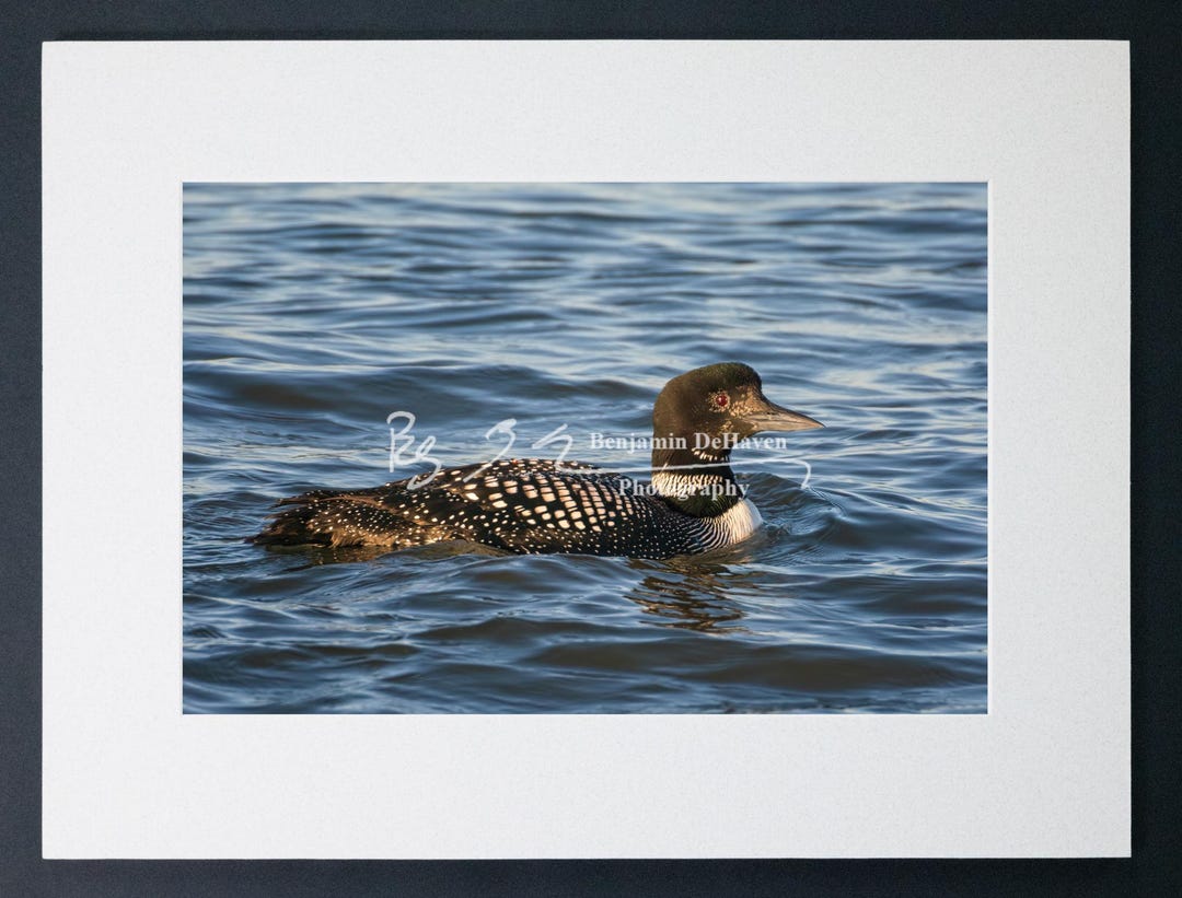 Common Loon Swimming in Water | Ocean City Maryland Bird Photography ...