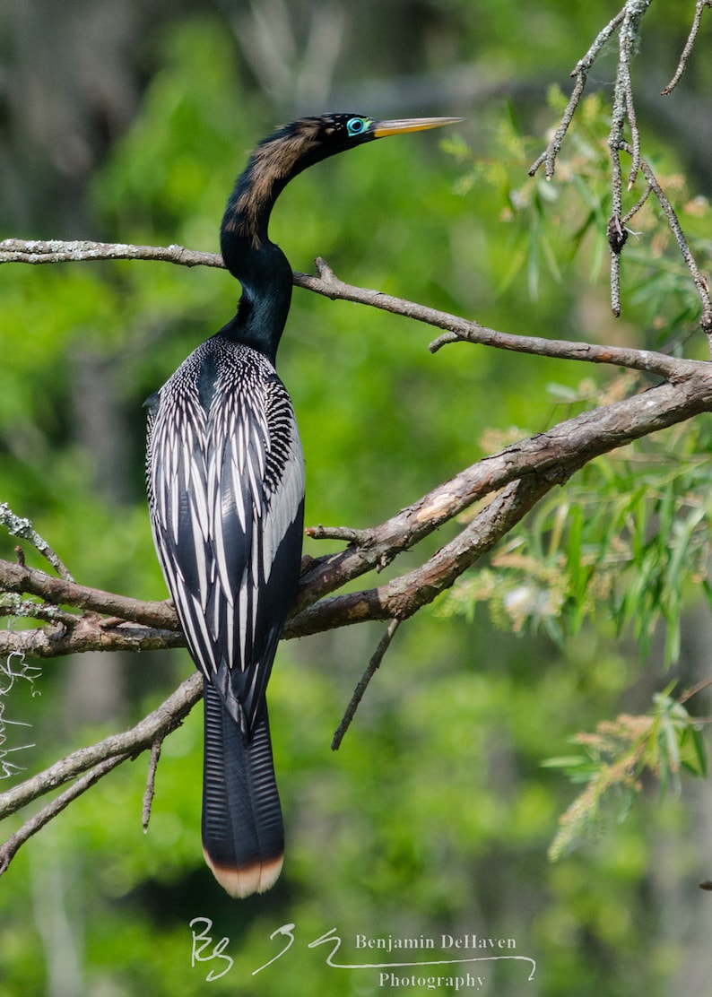 Anhinga Bird Print | Magnolia Plantation South Carolina | Bird ...