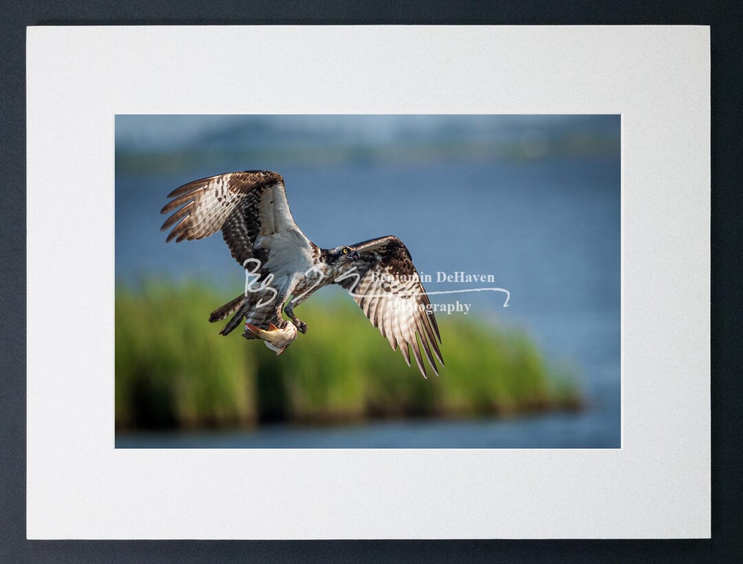 Osprey With Fresh Catch in Flight | Blackwater NWR Maryland Raptor ...