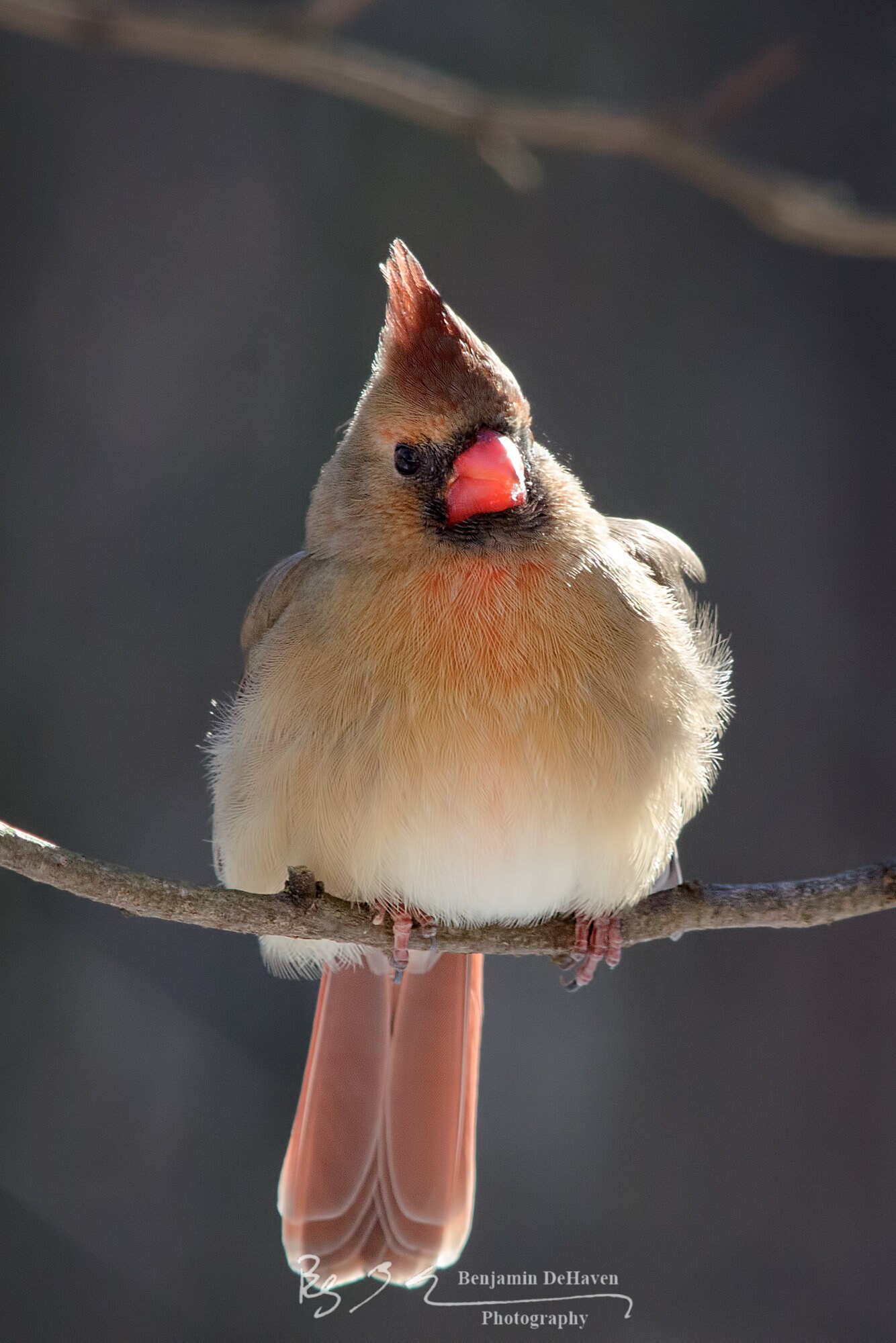 Female Northern Cardinal Wall Art | Fluffy Bird Print | Birdwatching ...