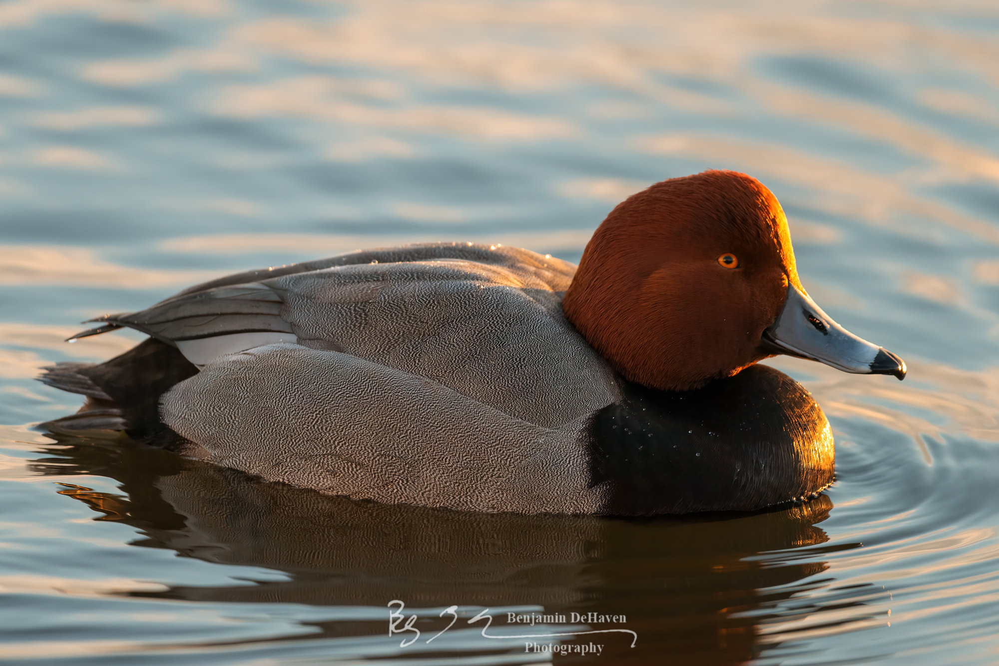 Female Redhead Duck Wing