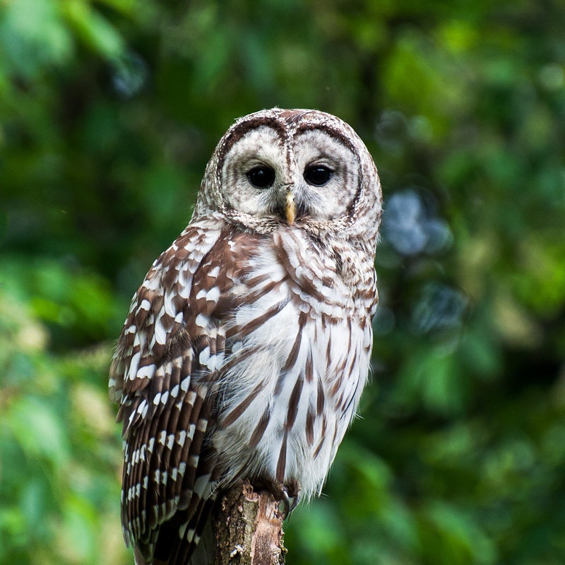 Perched Owl - Etsy