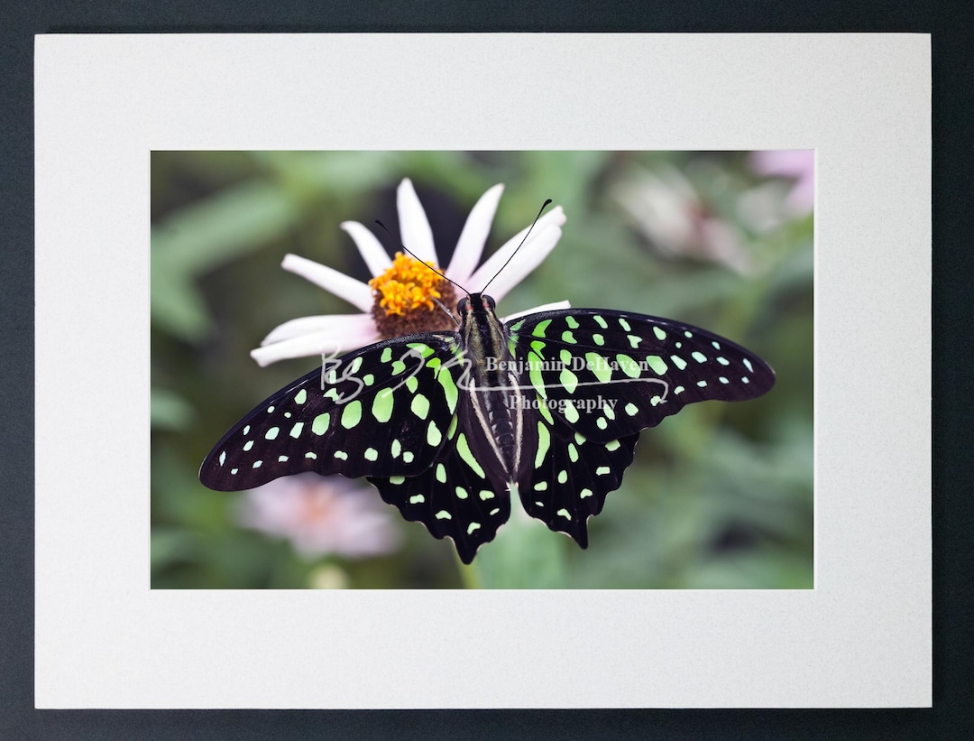 Green Spotted Butterfly Photograph - Etsy