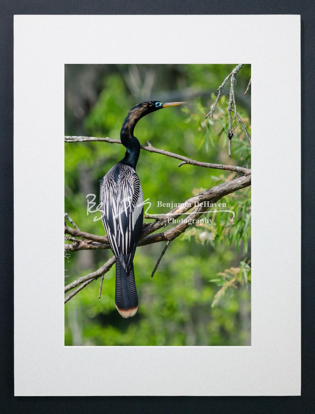 Anhinga Bird Print | Magnolia Plantation South Carolina | Bird ...
