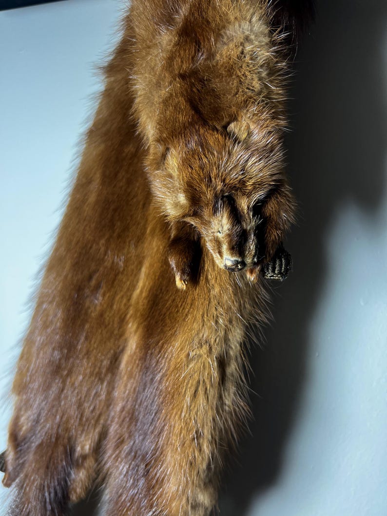Vintage 1940's-1950's Brown Fur Taxidermy Pelt Collar - Mink Stole - Etsy