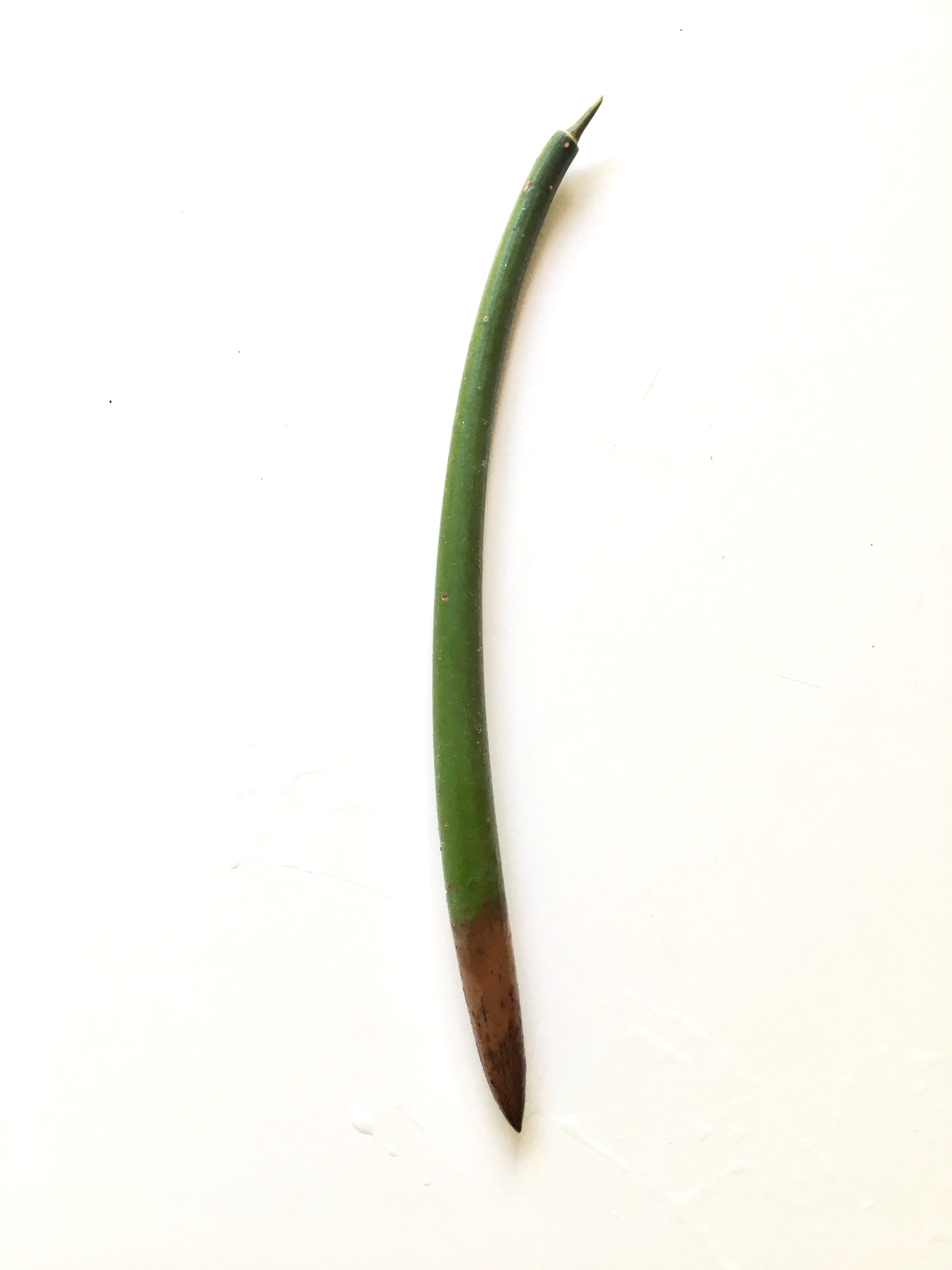 25 Red Mangroves Propagules Aquarium Plant JUST STEMS - Etsy