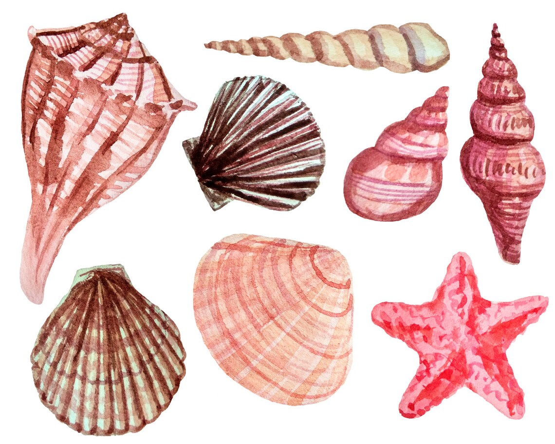 Watercolor Seashells Clipart Nautical Watercolor Clip Art Ocean Shells ...