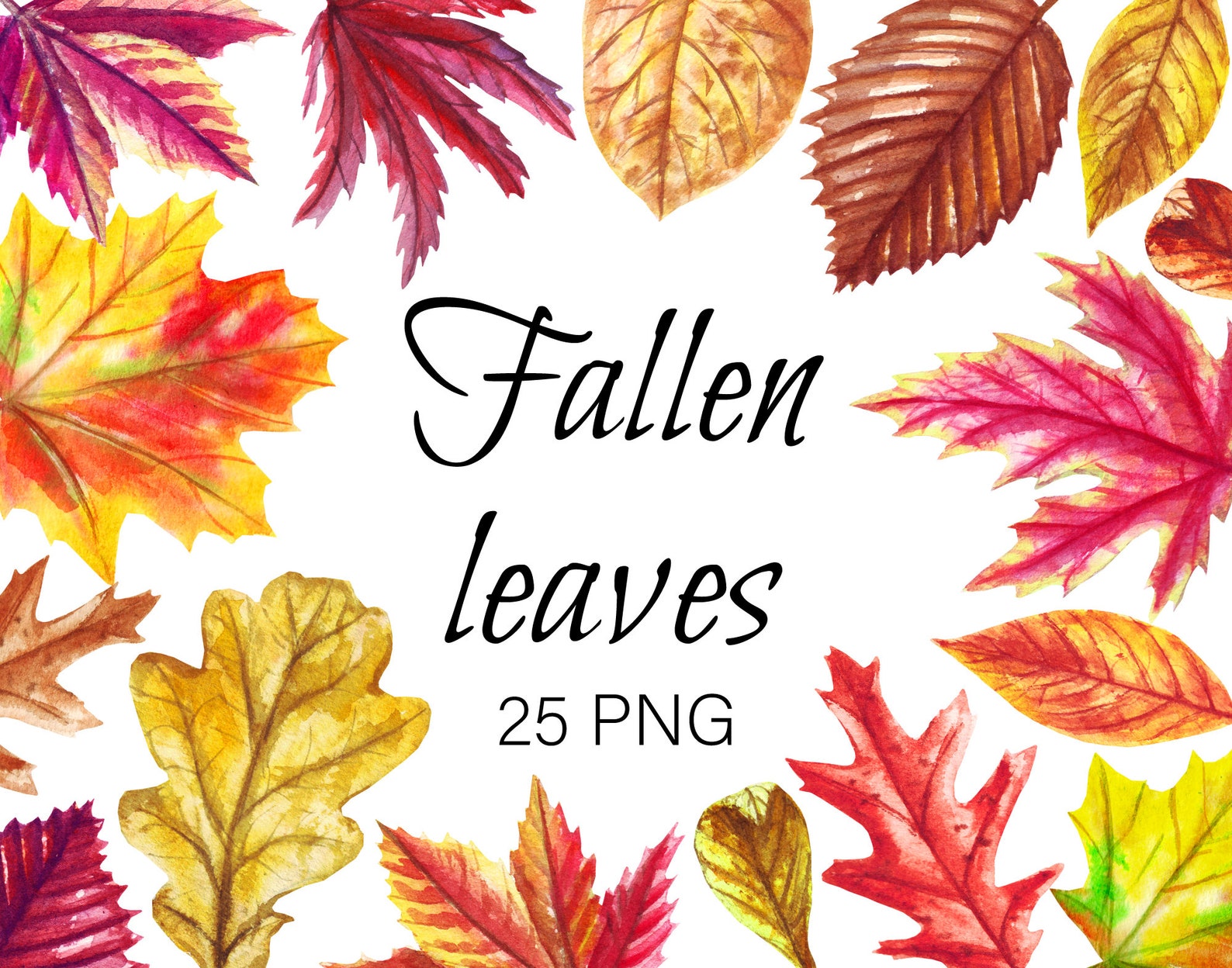 Watercolor Fall Leaf Clipart Autumn Leaves Clip Art - Etsy