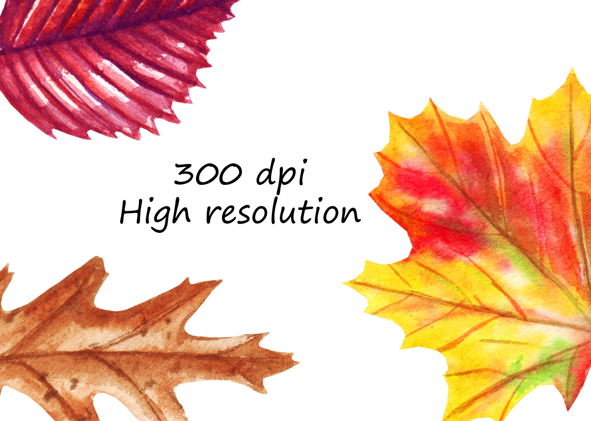 Watercolor Fall Leaf Clipart Autumn Leaves Clip Art - Etsy