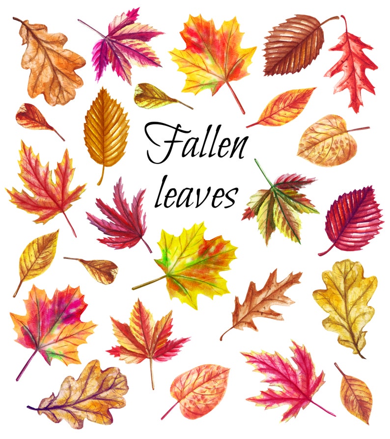 Watercolor Fall Leaf Clipart Autumn Leaves Clip Art - Etsy