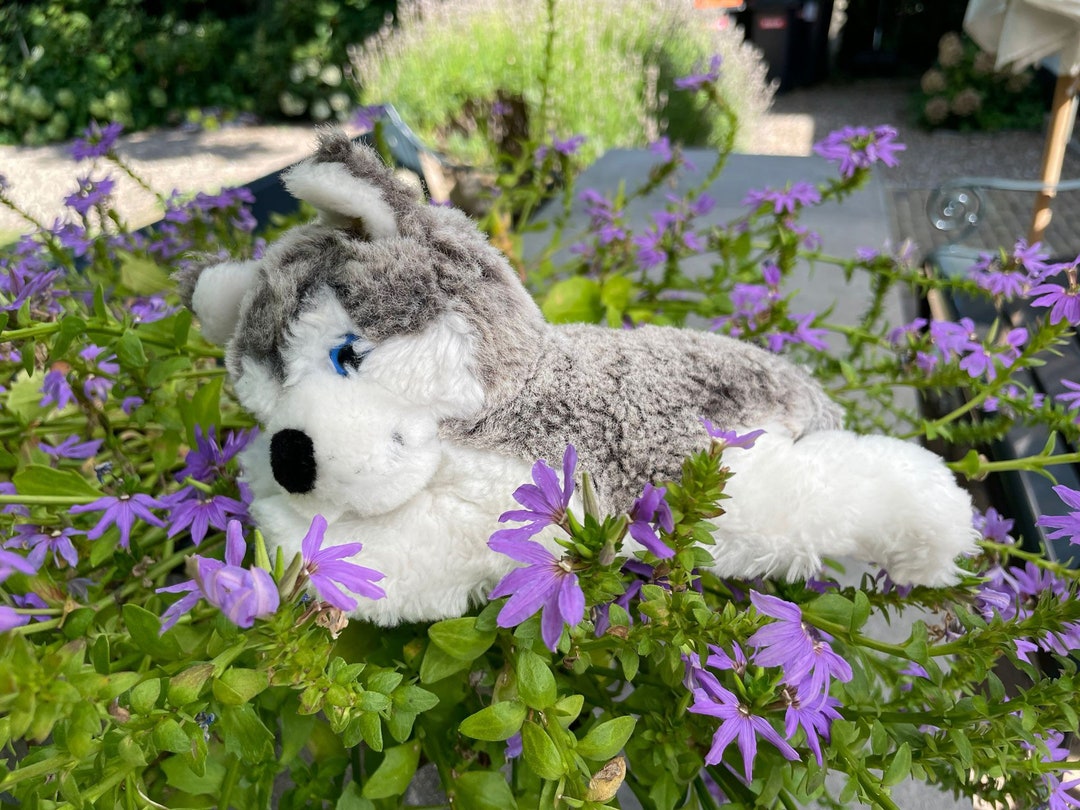 Steiff Husky Bernie 280078/26, Collector’s Item, Birthday Gift - Etsy
