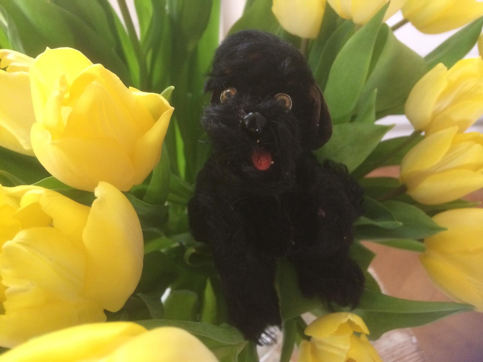 Steiff Poodle Snobby, Collectors Item, Gift - Etsy