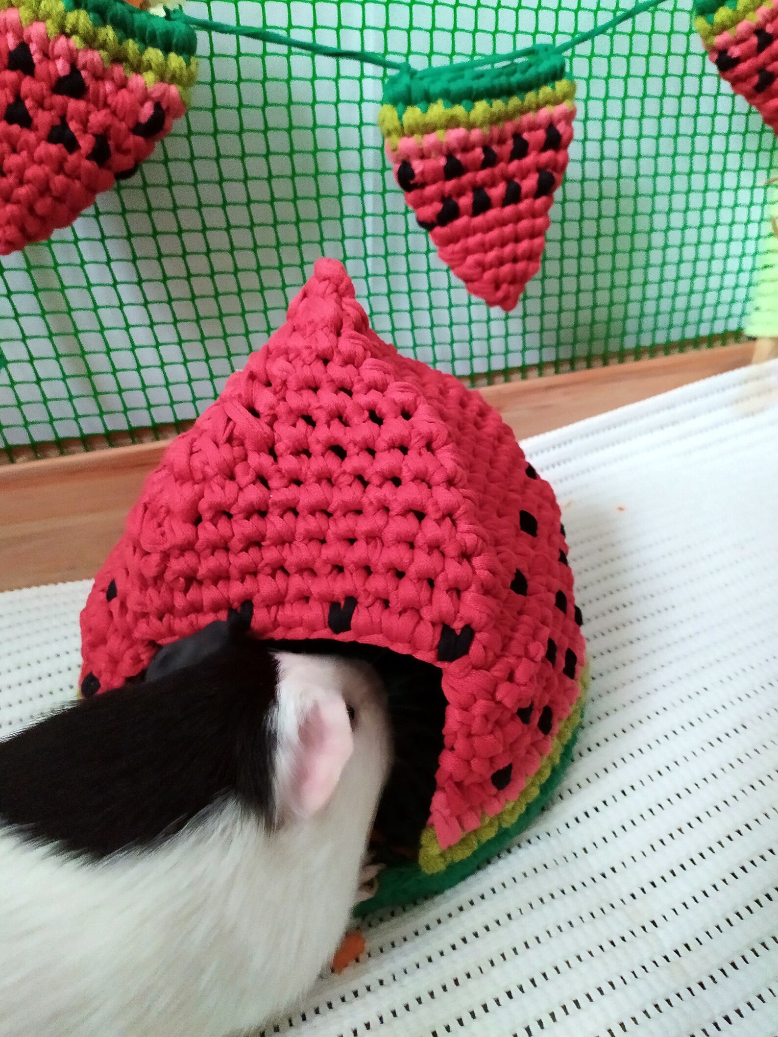 Guinea Pig Watermelon House for Cage. Small Pet House. Funny - Etsy