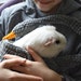 Gray Goose Carrier for Guinea Pig - Small Pet Soft Cozy Bonding Bag - Etsy