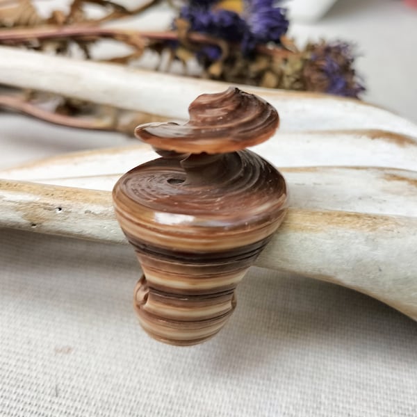 Carved Shell Ring - Etsy
