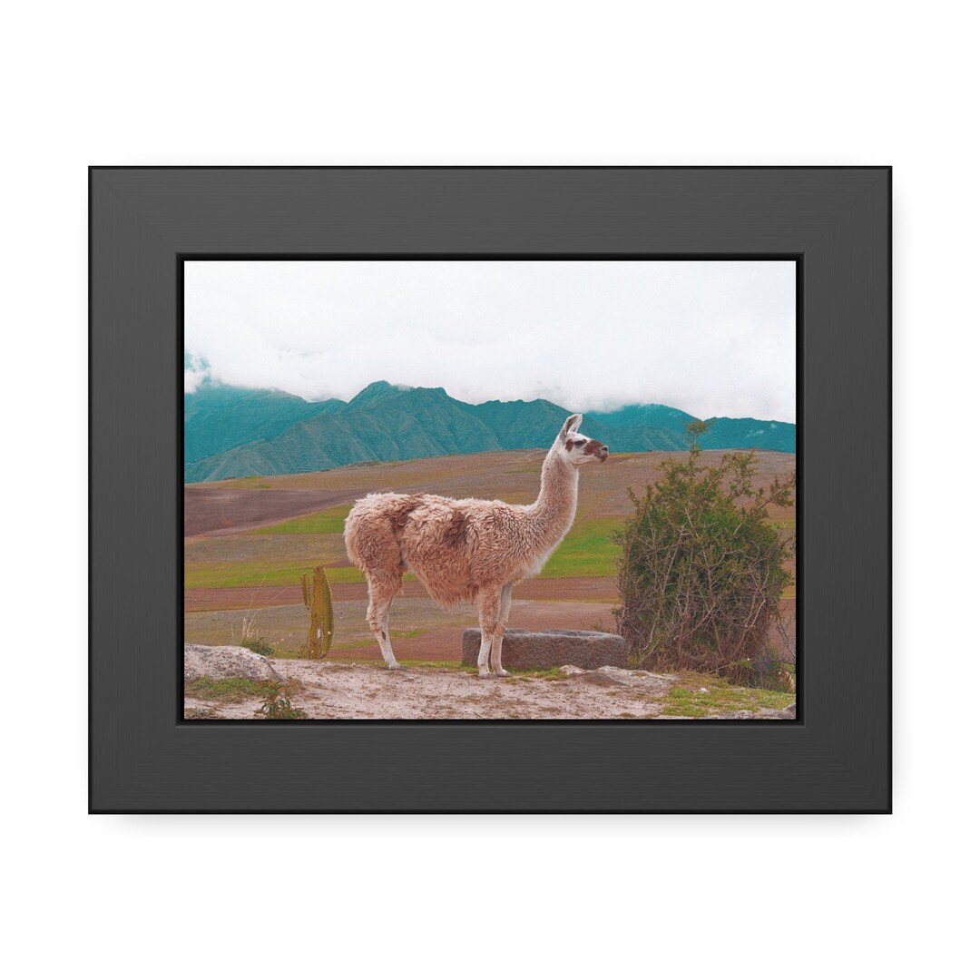 Alpaca, Alpaka, Llama, Lama, Cusco, Inca, Machupicchu, Peru, Machu ...