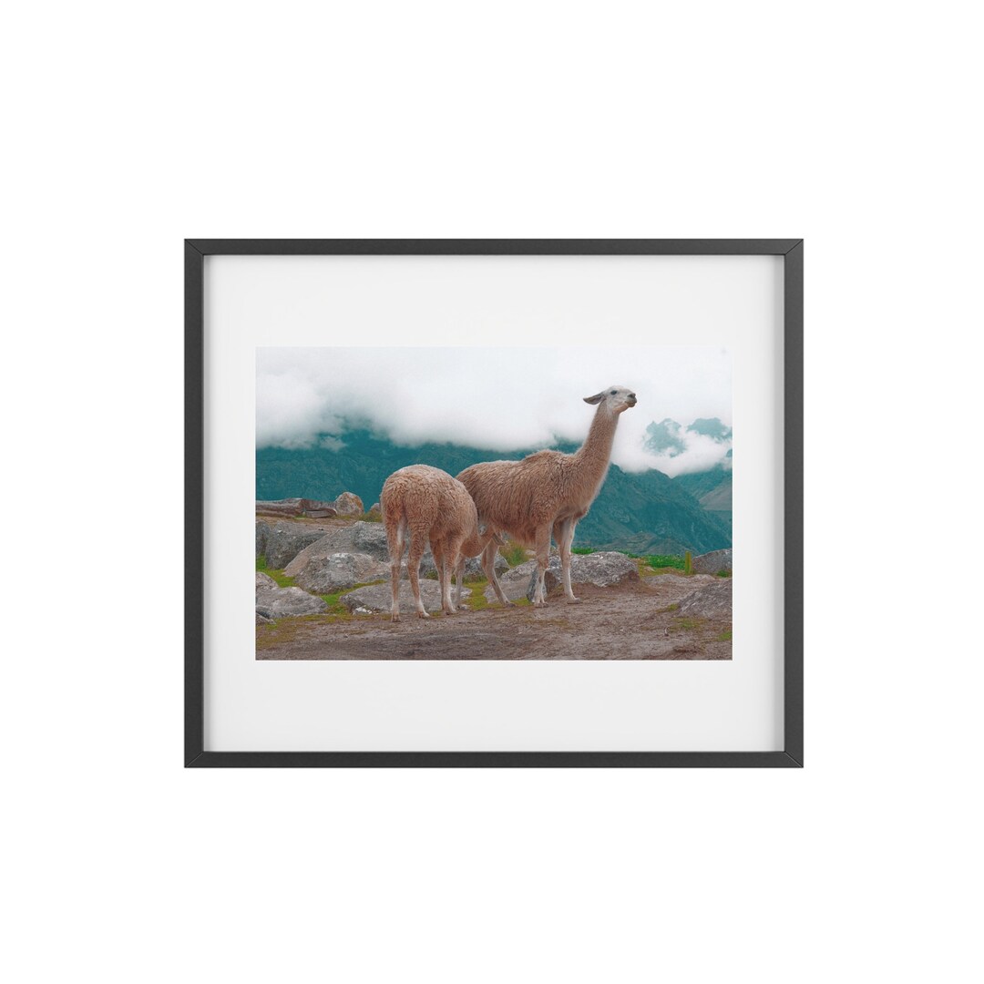 Alpaca, Alpaka, Llama, Lama, Cusco, Inca, Machupicchu, Peru, Machu ...