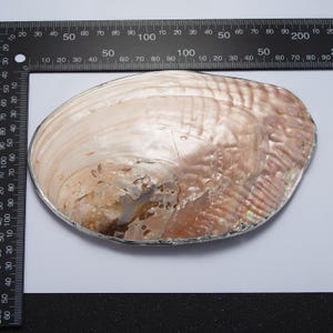 One of a Kind Decorative Giant Shell Dish Mother of Pearl Jewelry Tray ...