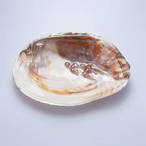 One of a Kind Decorative Giant Shell Dish Mother of Pearl Jewelry Tray ...